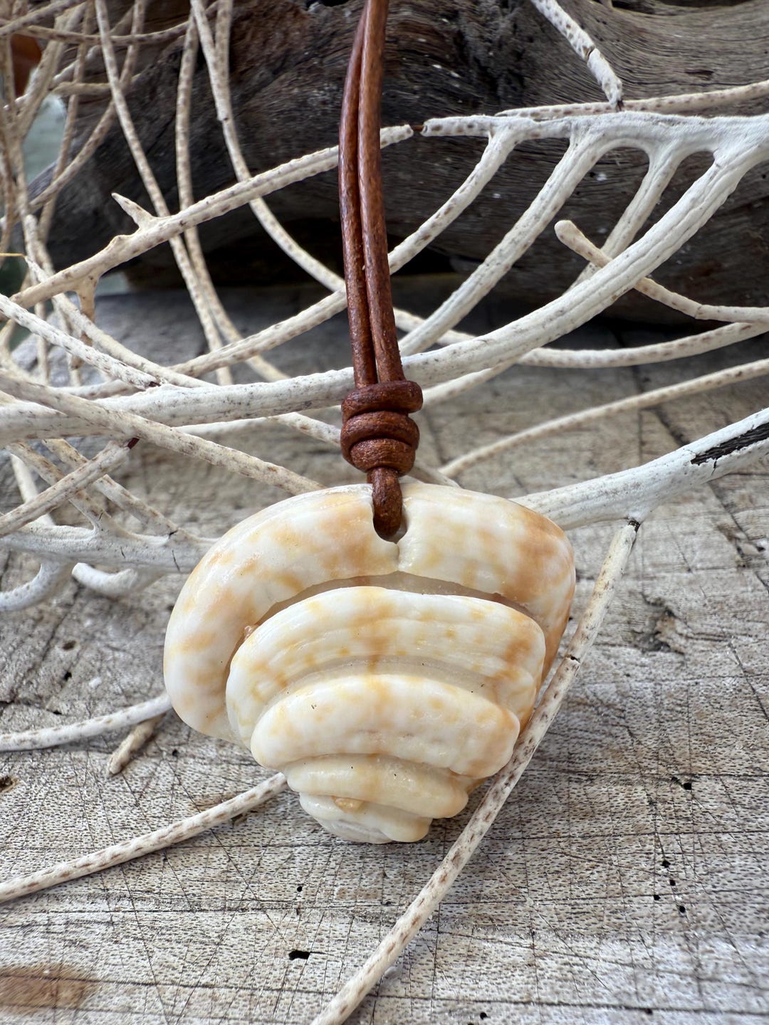Imperial Venus Shell Pendant on Leather - Etsy