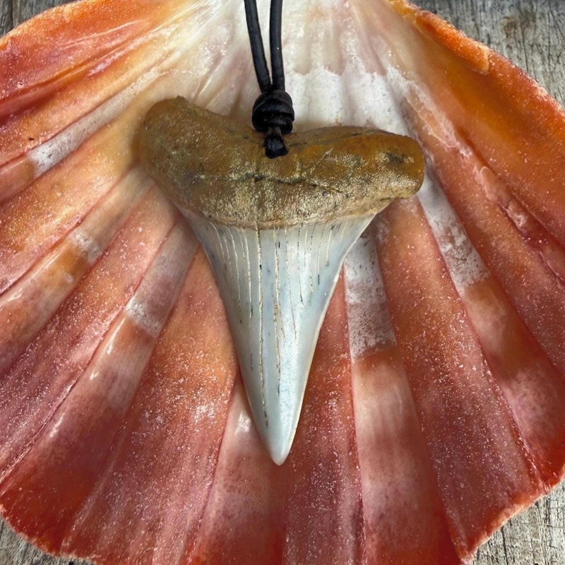 Shark Cosplay Teeth - Etsy