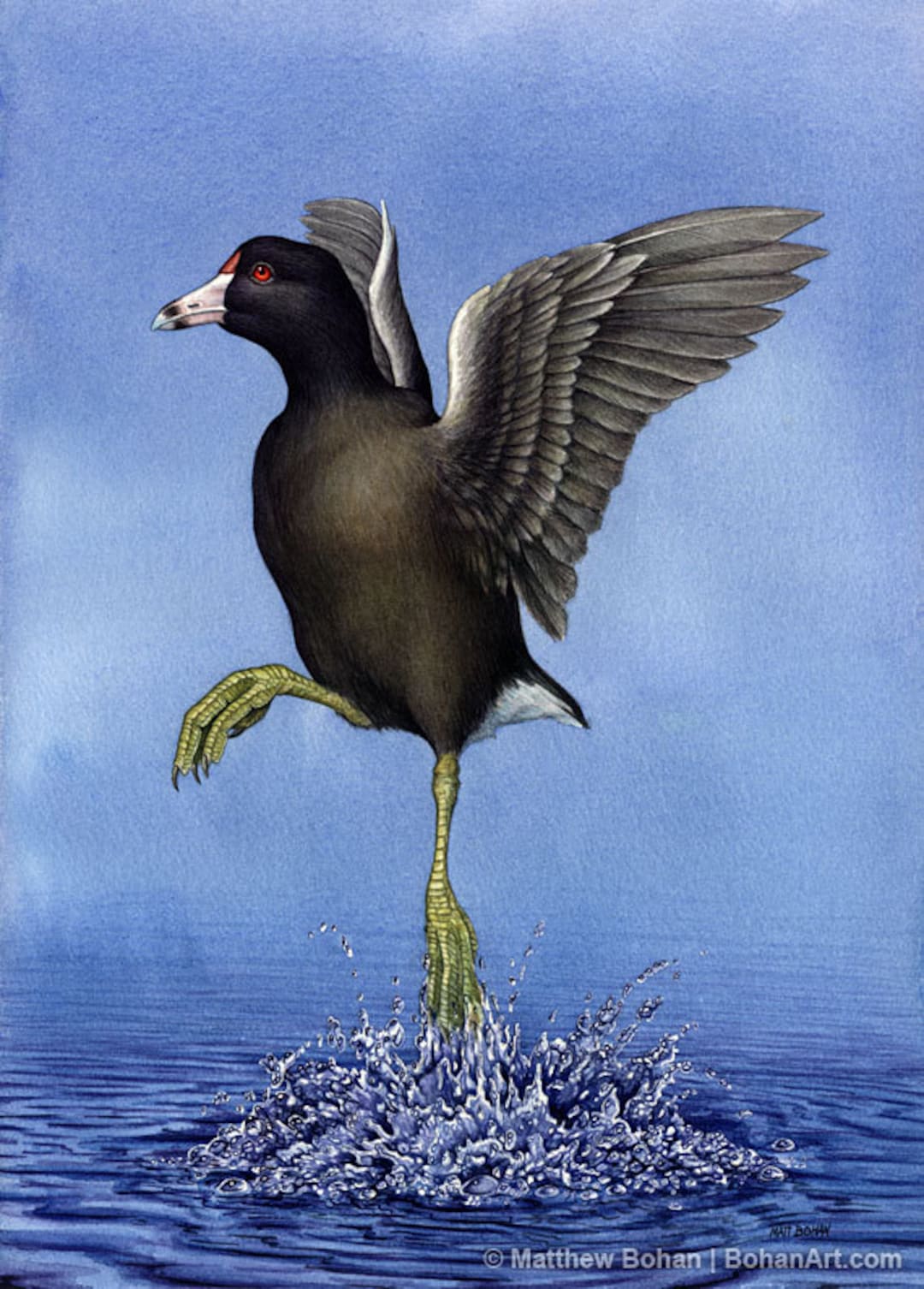 ORIGINAL Watercolor Painting of American Coot, Bird Painting, Bird Art ...