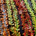 VINTAGE: 10pcs Carved Balsa Wooden Parrot Bird Beads From India - Basal ...