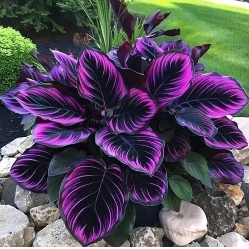 Purple Tip Calathea Couture Flower - Etsy