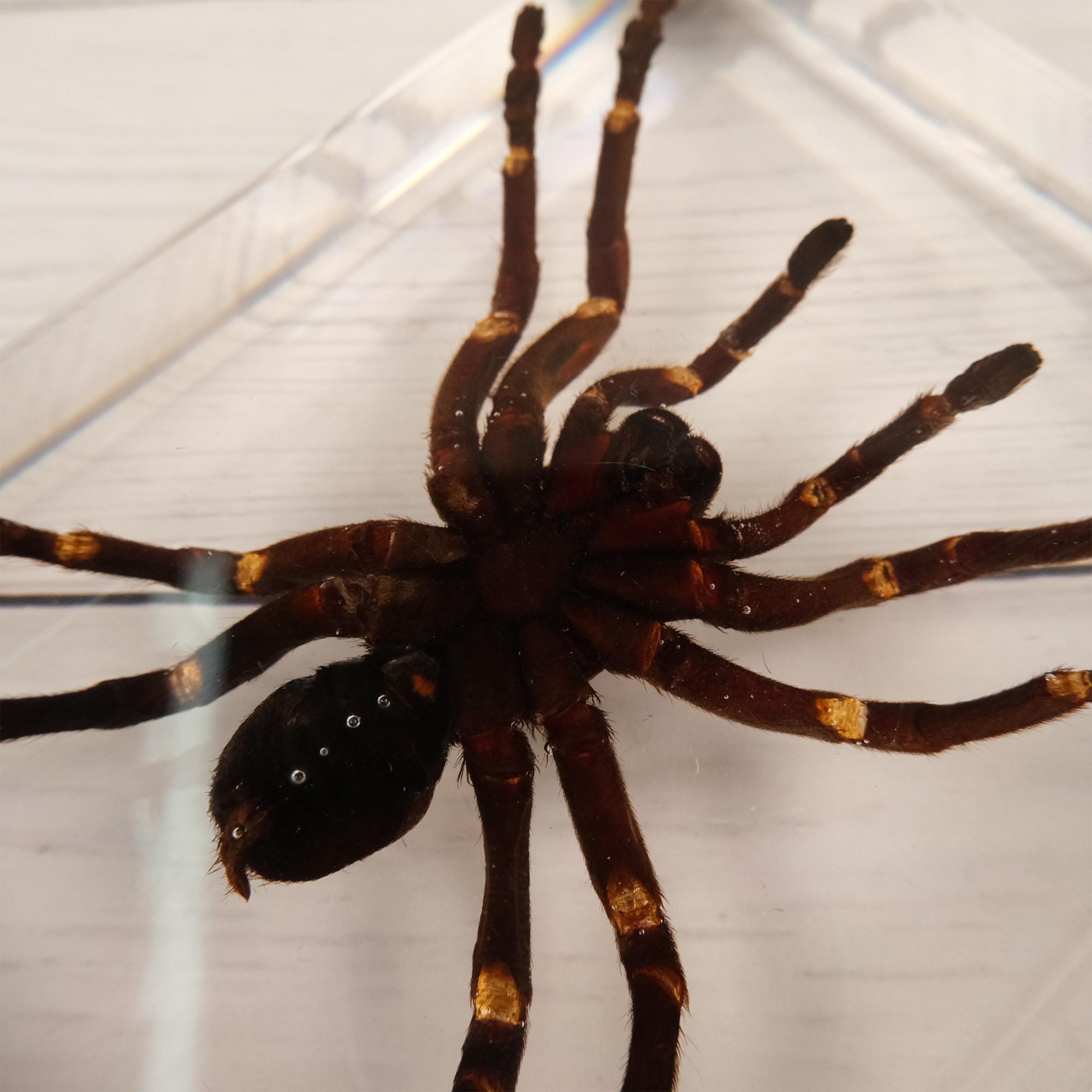 Bird Eating Spider Embedded in Clear Resin Tarantula Block Science ...