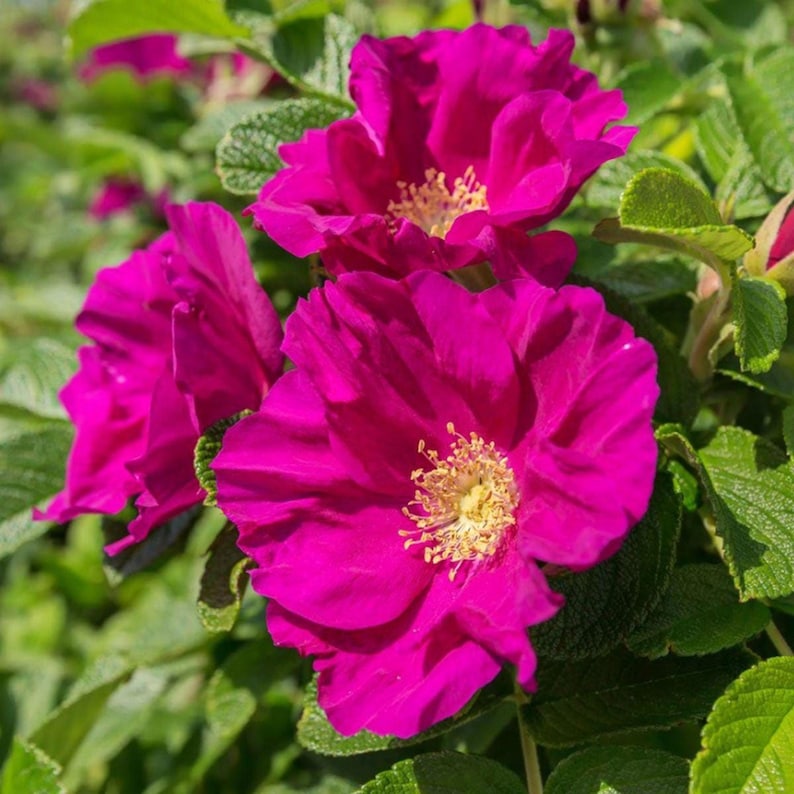 Pink Japanese Rugosa Rose Live Plant – Hardy Fragrant Flowering Shrub ...