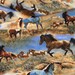 Horse in the Prairie, Wild Stallion Fabric, Broadcloth, Beige Tan Brown ...