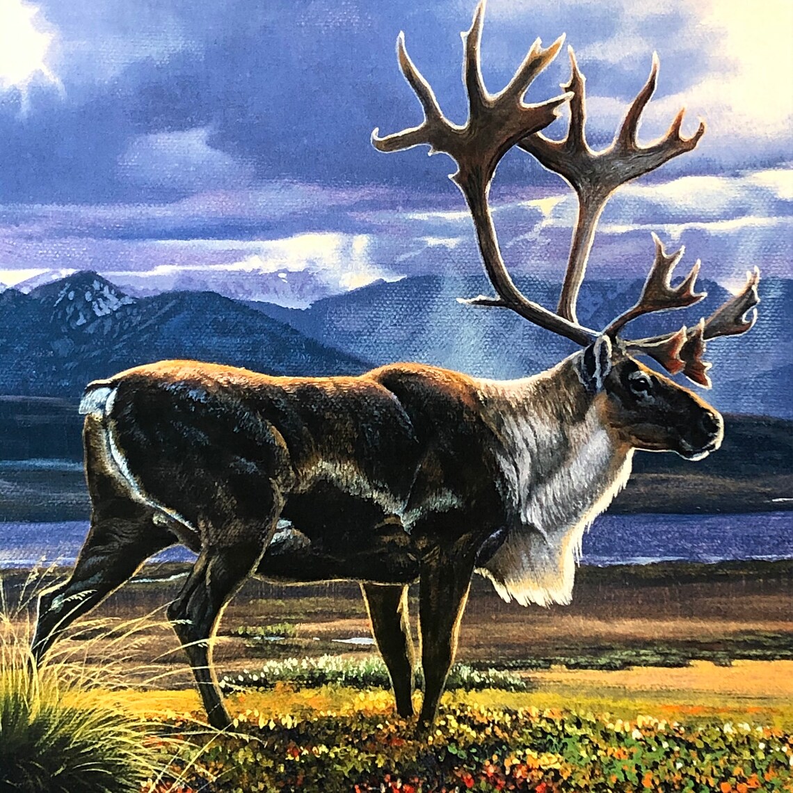 Natures Finest Caribou, Wildlife Wilderness Outdoor Cotton Fabric ...