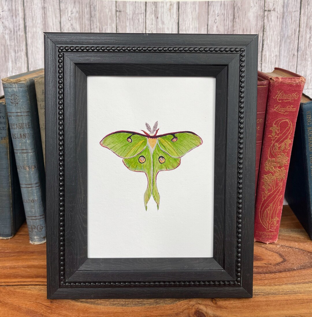 Luna Moth Watercolor Print, Giclée Fine Art Print, Moon Moth, Green ...