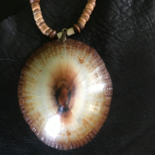 Opihi Shell - Etsy