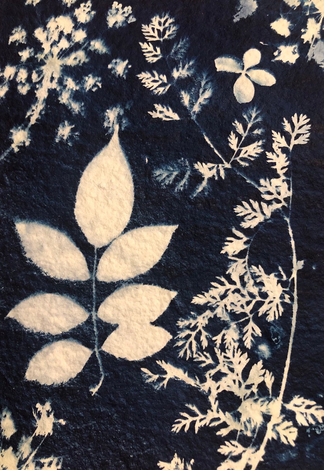 Lacey Leaves Cyanotype - Etsy