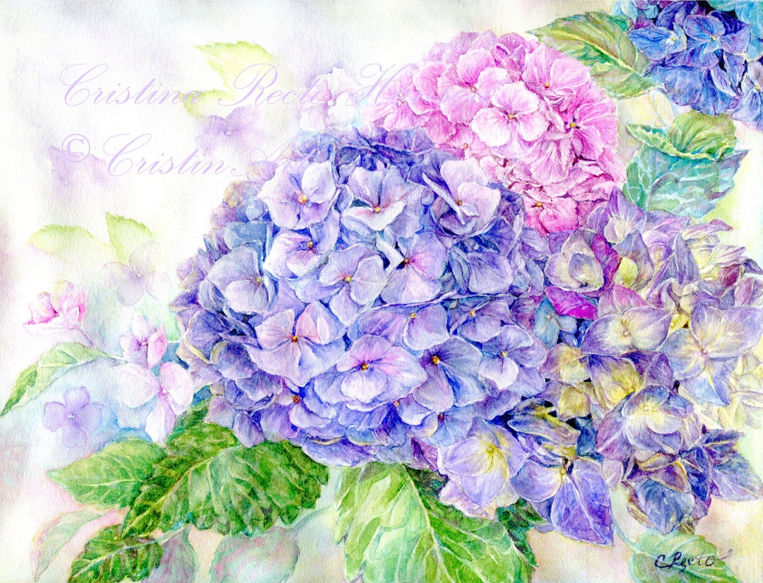 Hydrangea Flowers, Hortensia, Lavender,pink, Blue Hydrangeas, Botanical ...