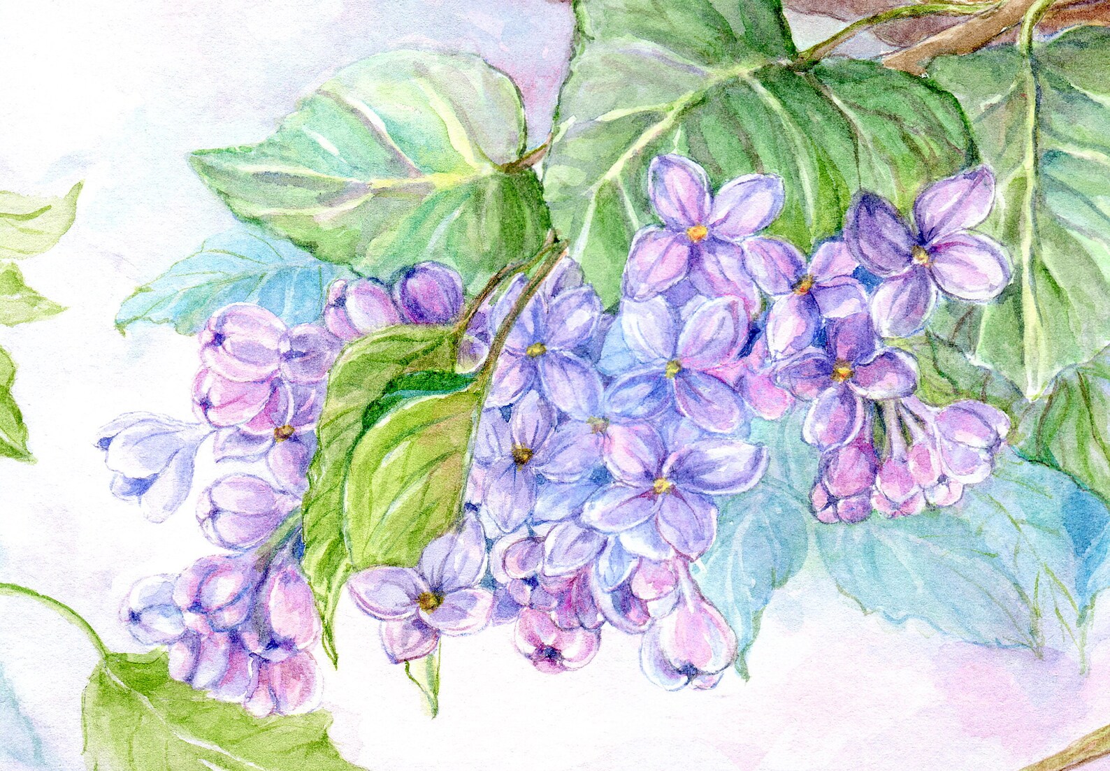 Robin Birds With Nest and Blue Eggs Art Print British Robins - Etsy