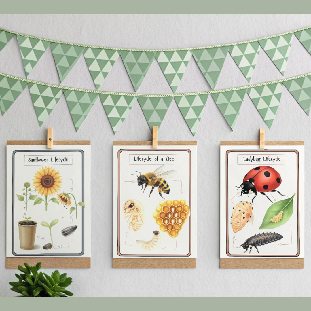 Montessori Life Cycles Bundle: Bee, Ladybug, Butterfly, Frog, Sunflower ...