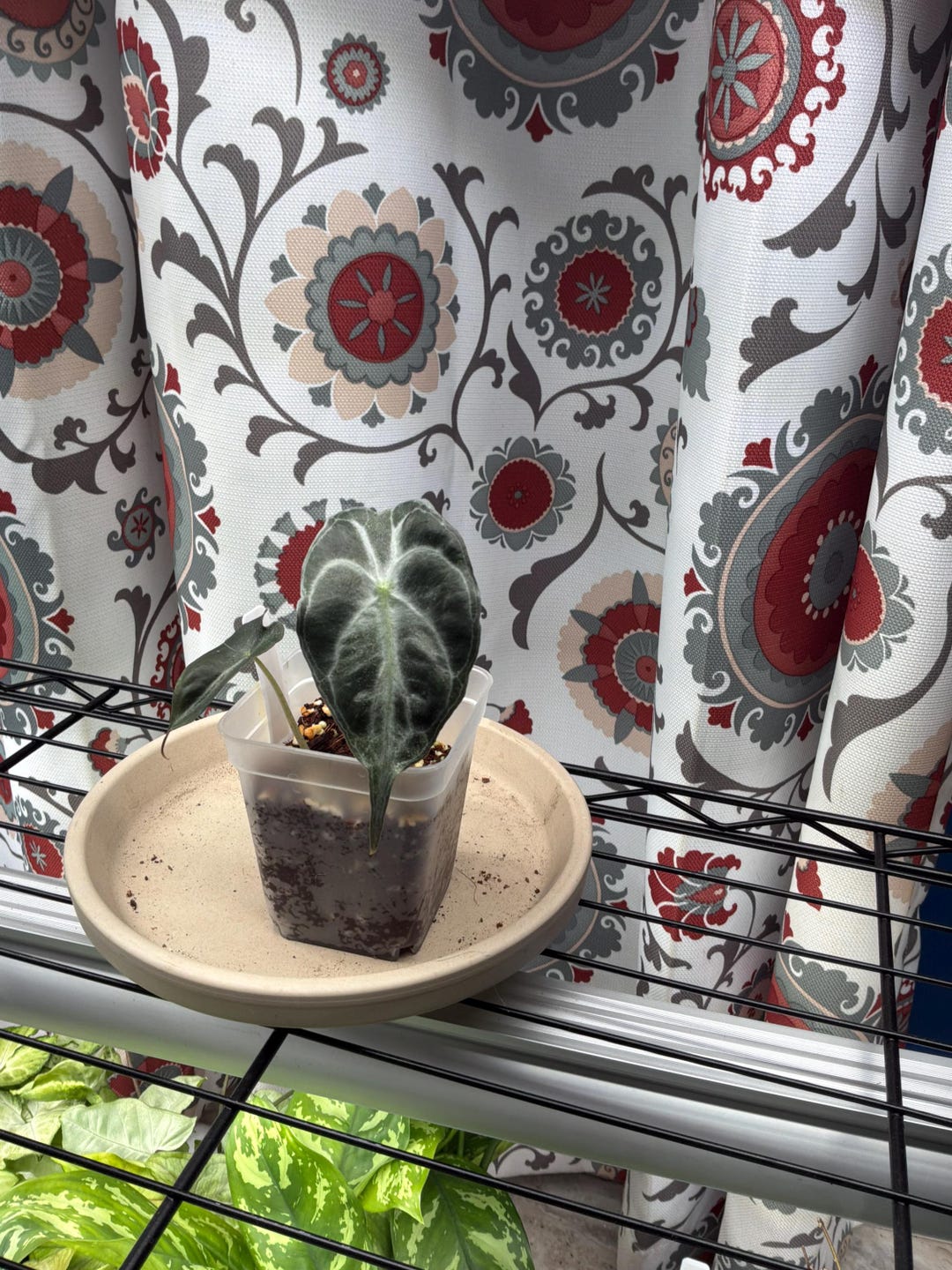 Alocasia Venom in 3 Inch Pot - Exact Plant - Etsy