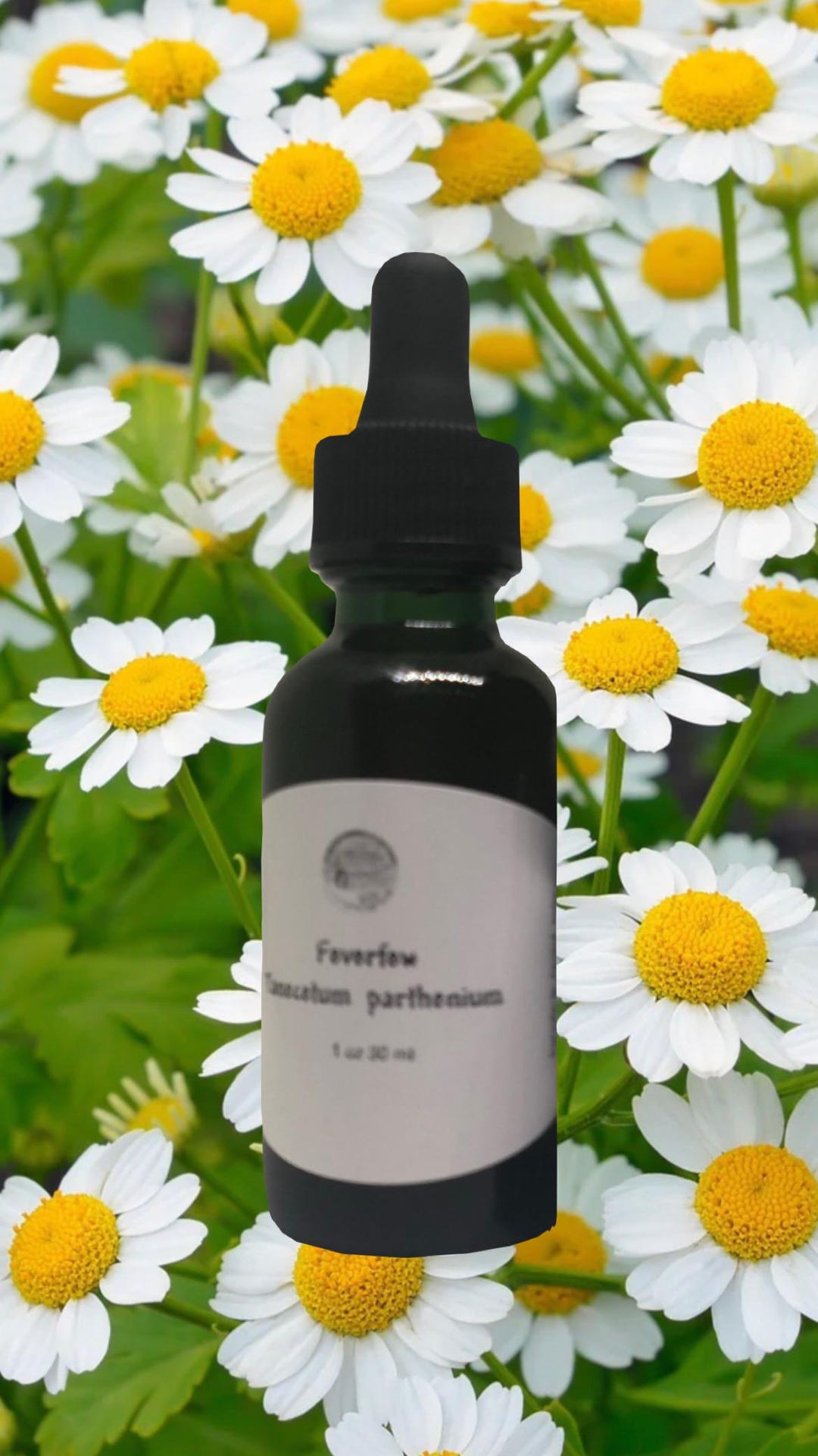 Feverfew Tincture - Etsy