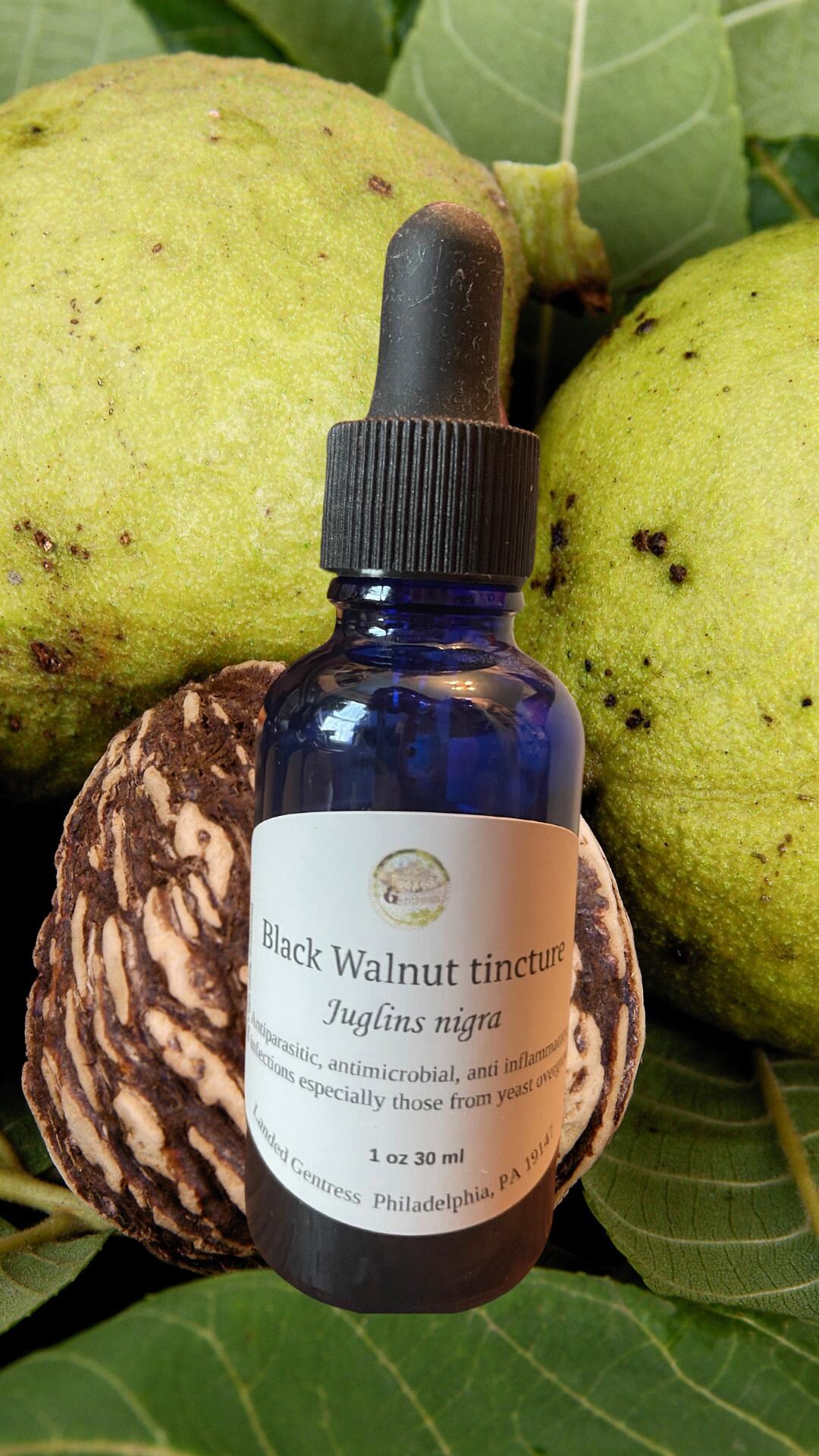 Black Walnut, Juglans Nigra Tincture - Etsy