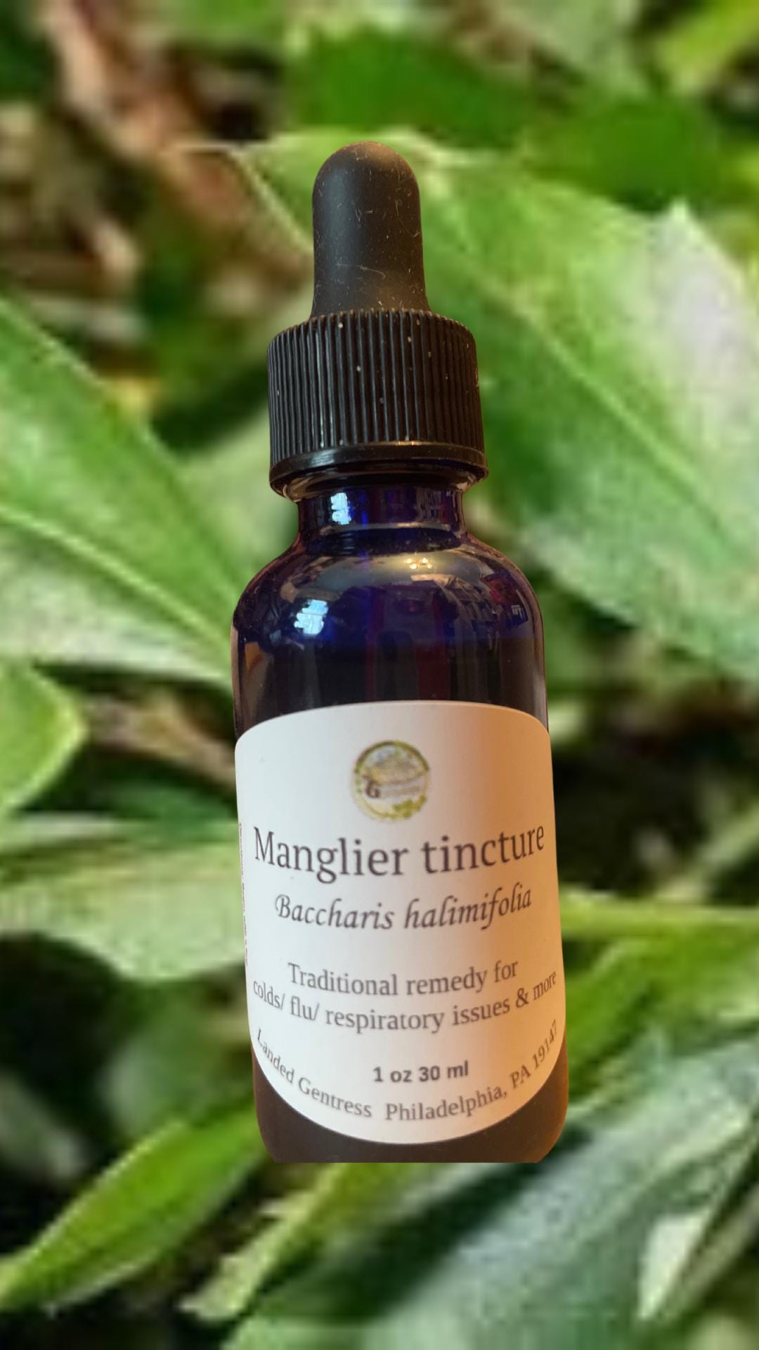 Manglier Tincture - Baccharis Halimifolia - Etsy