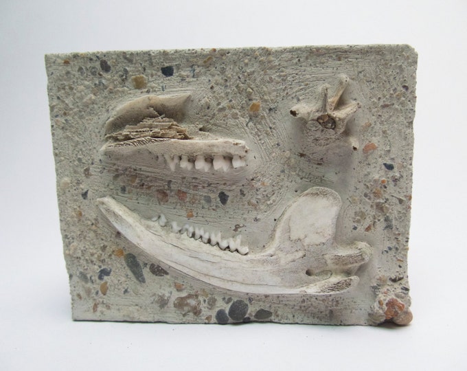 Bobcat Skull Crystallized Skull Taxidermy Animal Bones - Etsy Canada