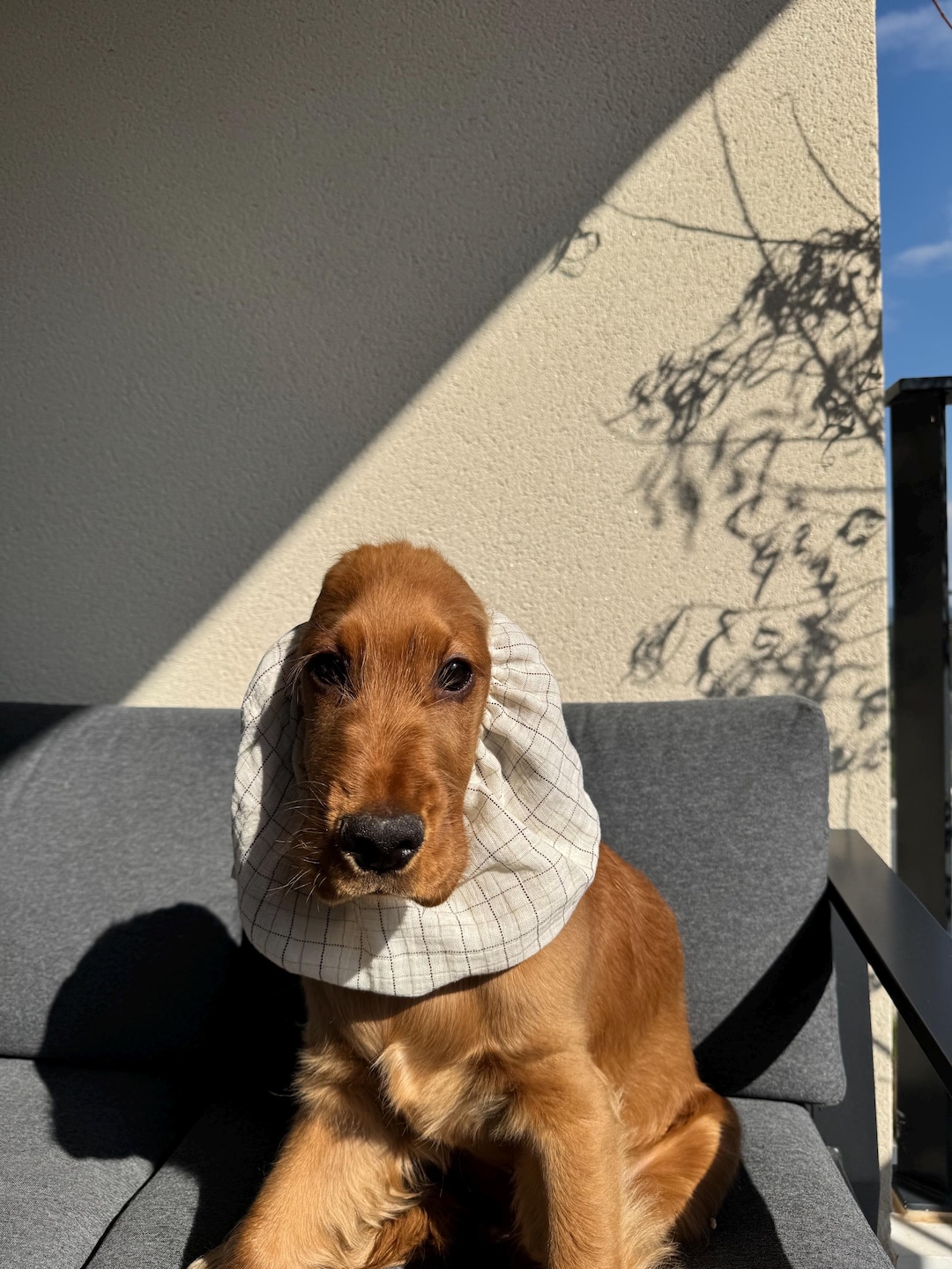 Lightweight Snood for Cocker Spaniels and Long-eared Dogs | Dog Ear ...