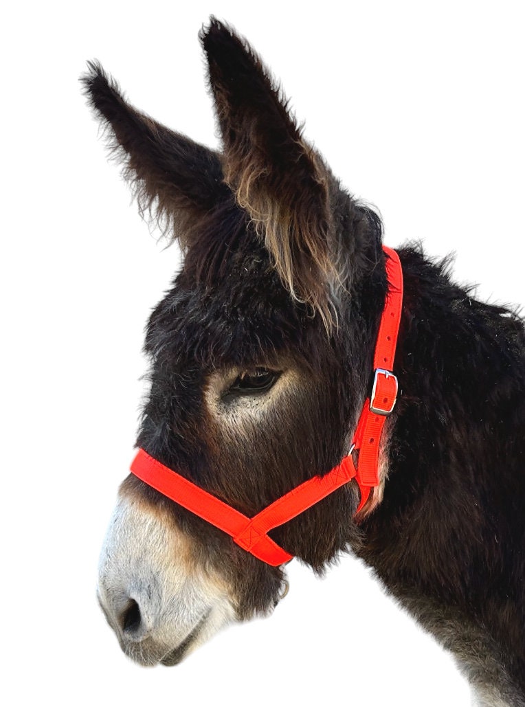 Donkey Halter NEW Figure 8 Design, Add Breakaway Tab or Snap, Handmade ...