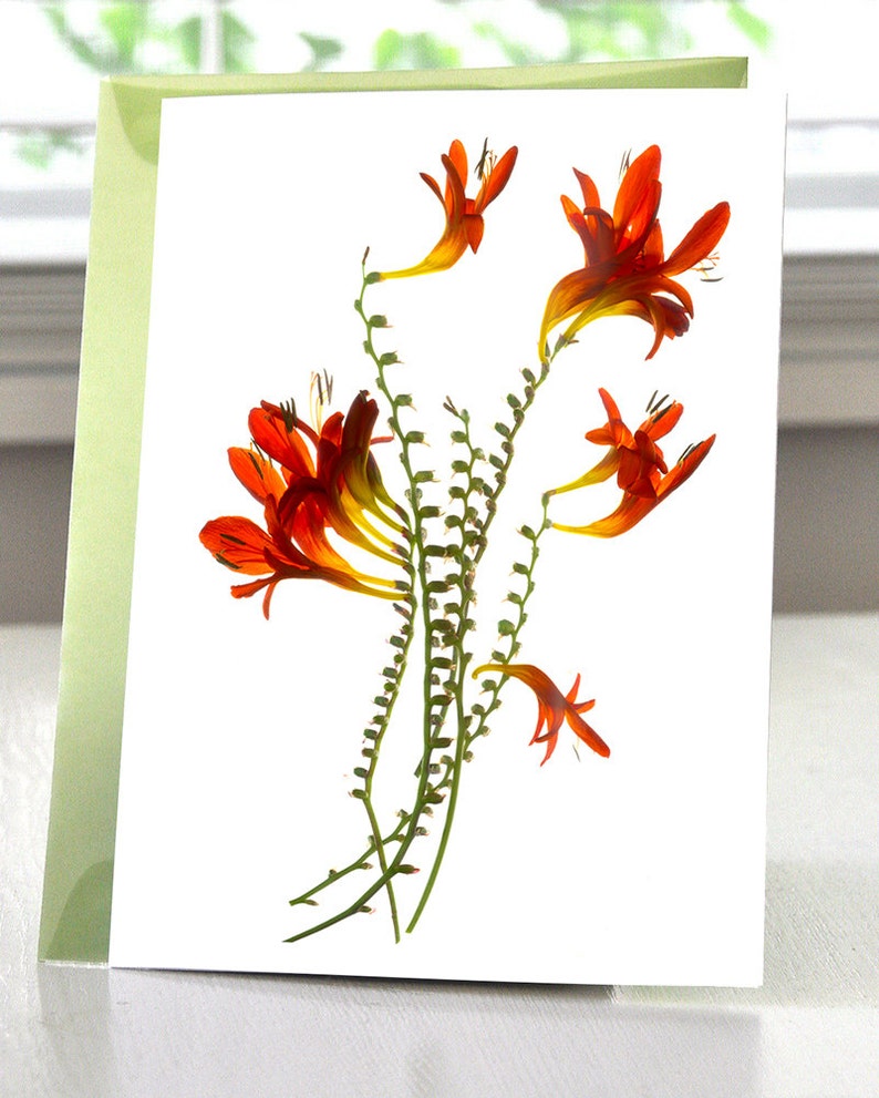 Greeting Card Note Card Hand Made Flower Red Sharon's Reds - Etsy
