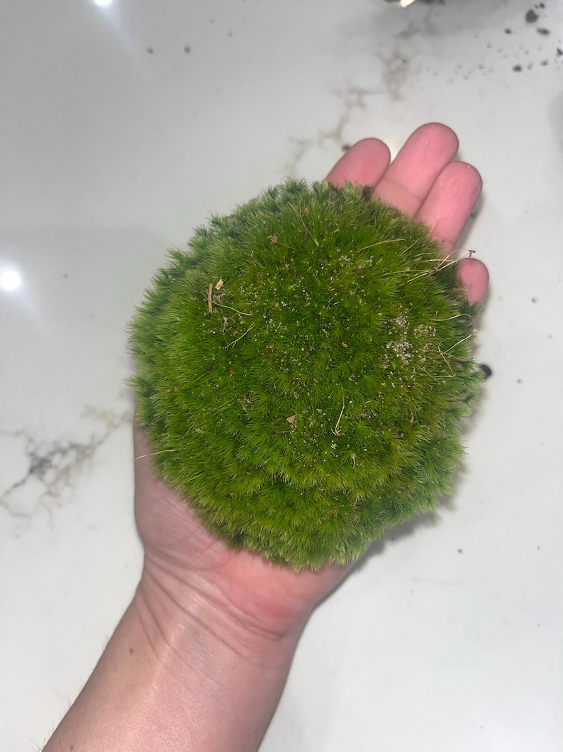 Cushion Mood Moss Dome | Unpreserved Dome for Terrarium, Vivarium ...