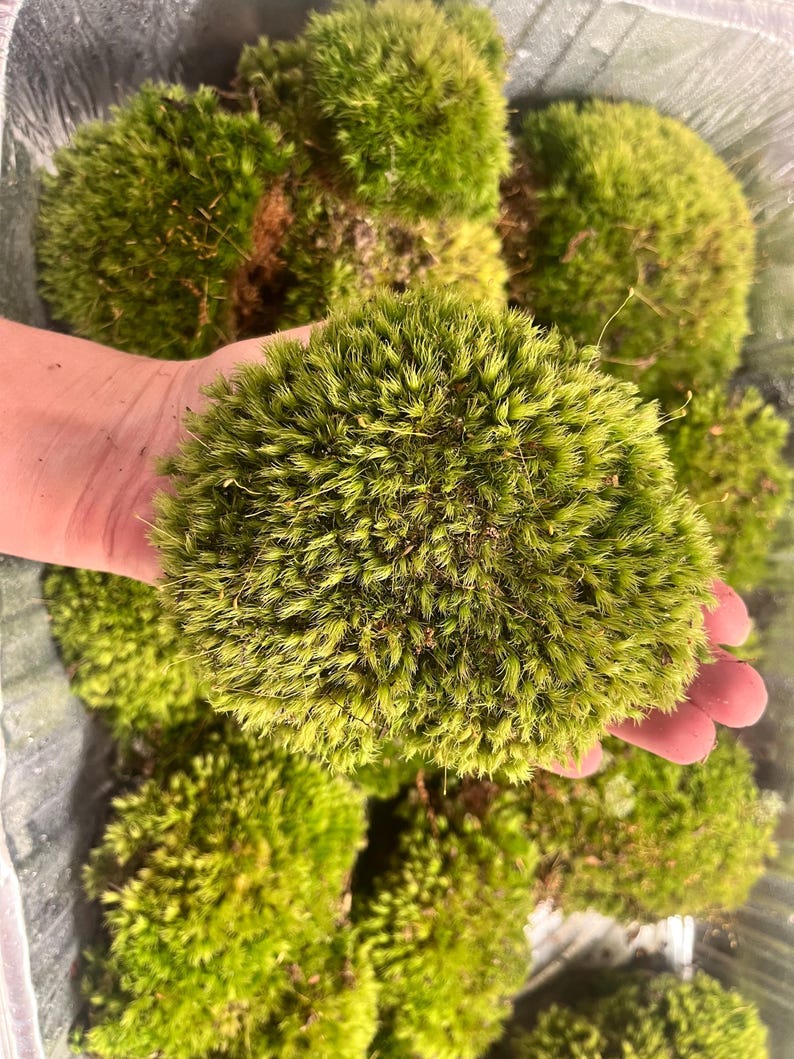 Cushion Mood Moss Dome | Unpreserved Dome for Terrarium, Vivarium ...
