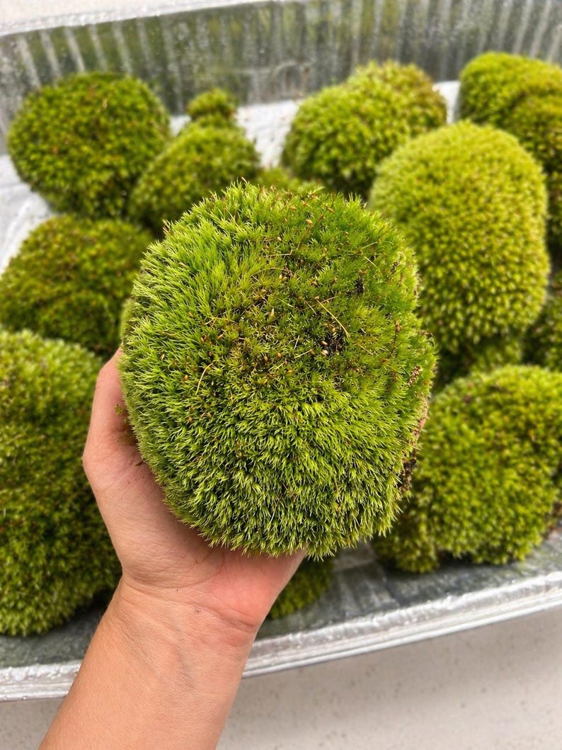Cushion Mood Moss Dome | Unpreserved Dome for Terrarium, Vivarium ...