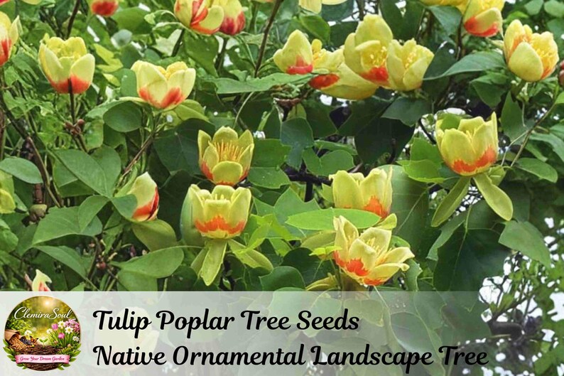Tulip Poplar Tree Seeds, Fast Growing Native Ornamental Shade Tree - Etsy