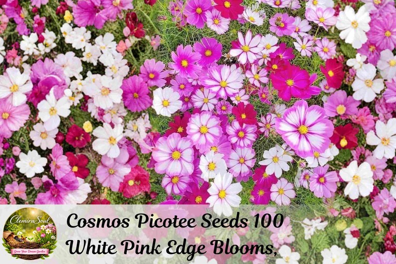 Cosmos Picotee Seeds 100, White Pink Edge Blooms, Easy Grow Annual ...