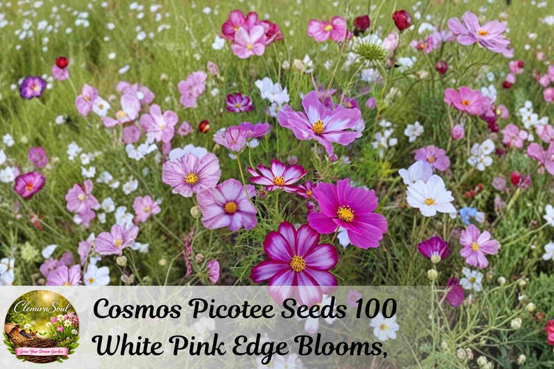 Cosmos Picotee Seeds 100, White Pink Edge Blooms, Easy Grow Annual ...