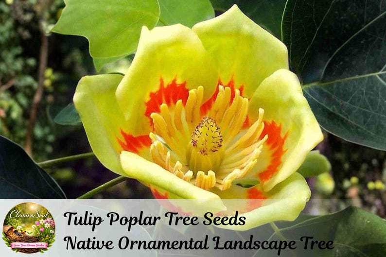 Tulip Poplar Tree Seeds, Fast Growing Native Ornamental Shade Tree - Etsy