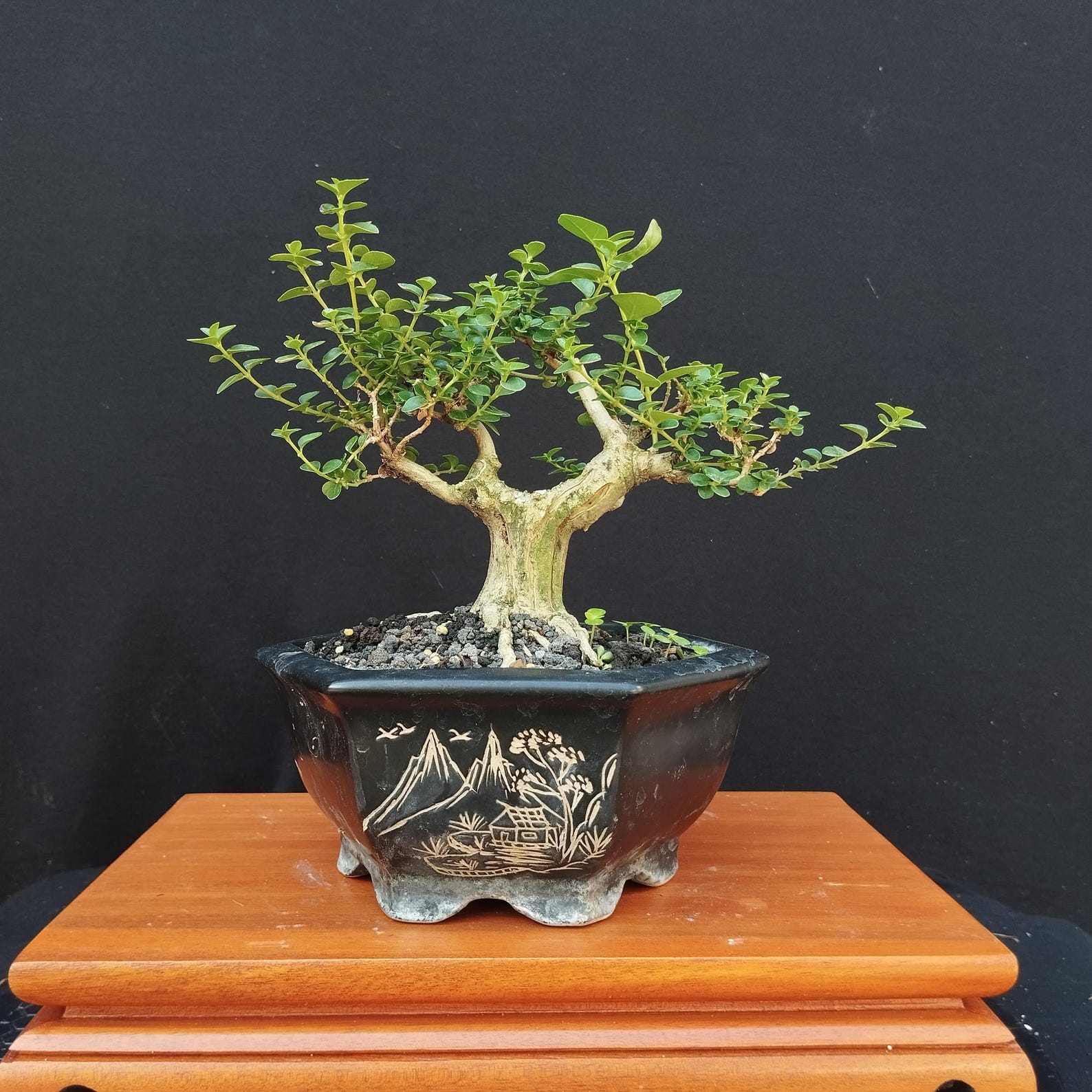 Premna Microphylla Bonsai Tree Shito Size | Live Plant Indoor Outdoor ...