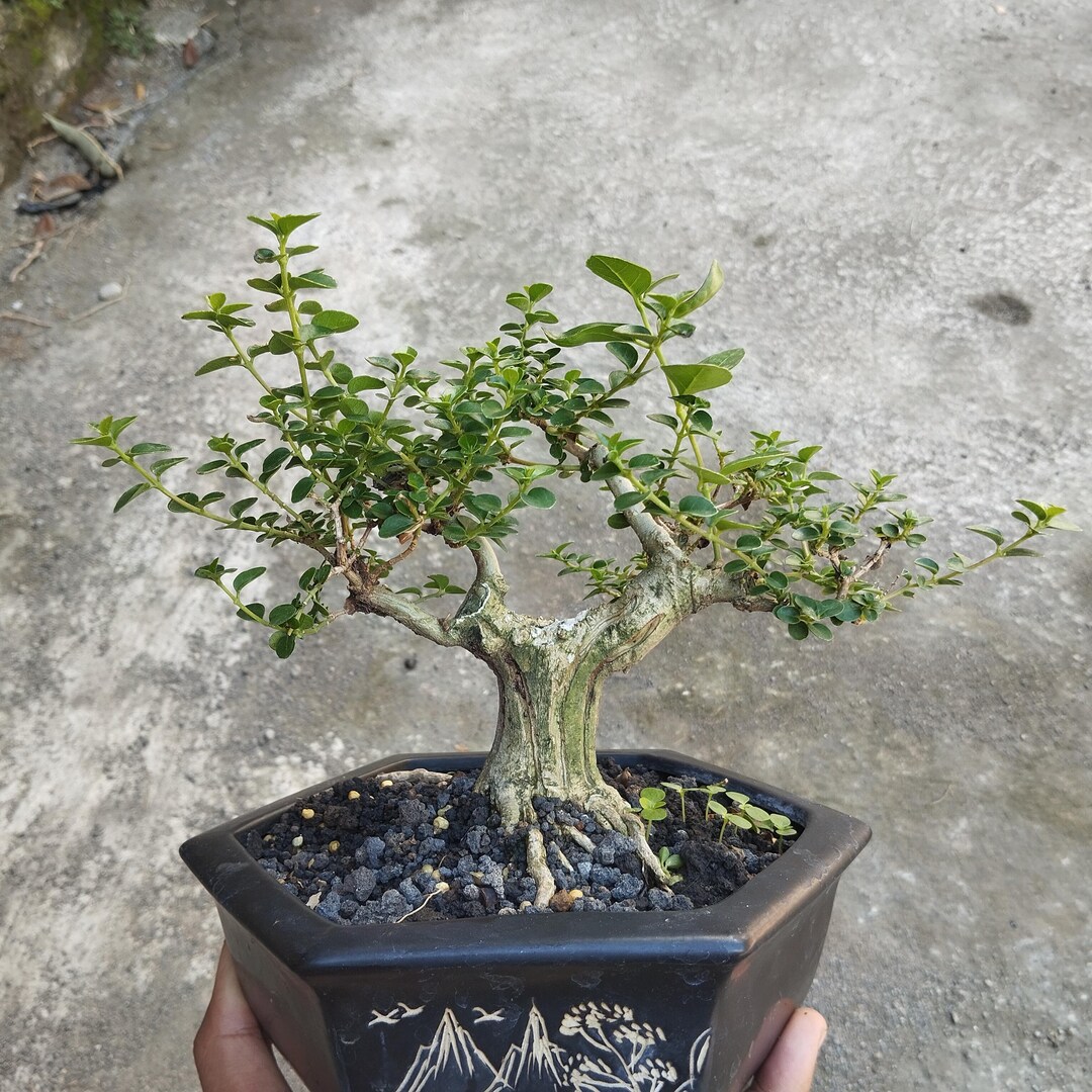 Premna Microphylla Bonsai Tree Shito Size | Live Plant Indoor Outdoor ...