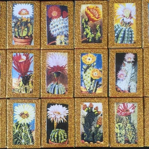 5 Cactus Succulents Matchbox Set Wedding Favors - Etsy