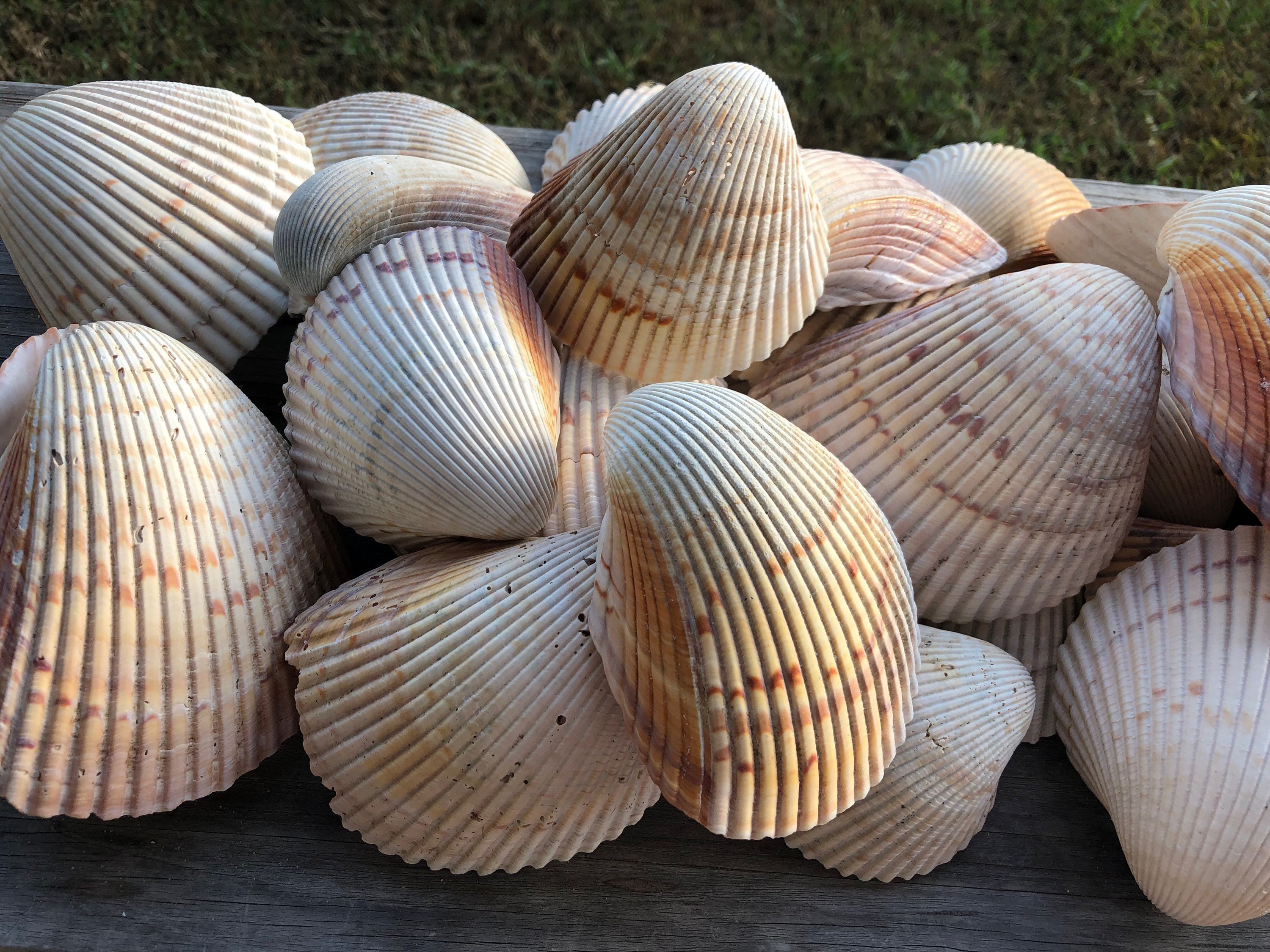Giant Cockle Shells Gulf of Mexico various sizes Lots up to | Etsy