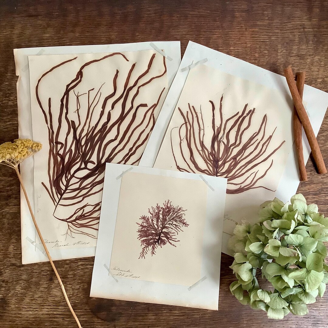 Victorian Pressed Seaweed - Etsy