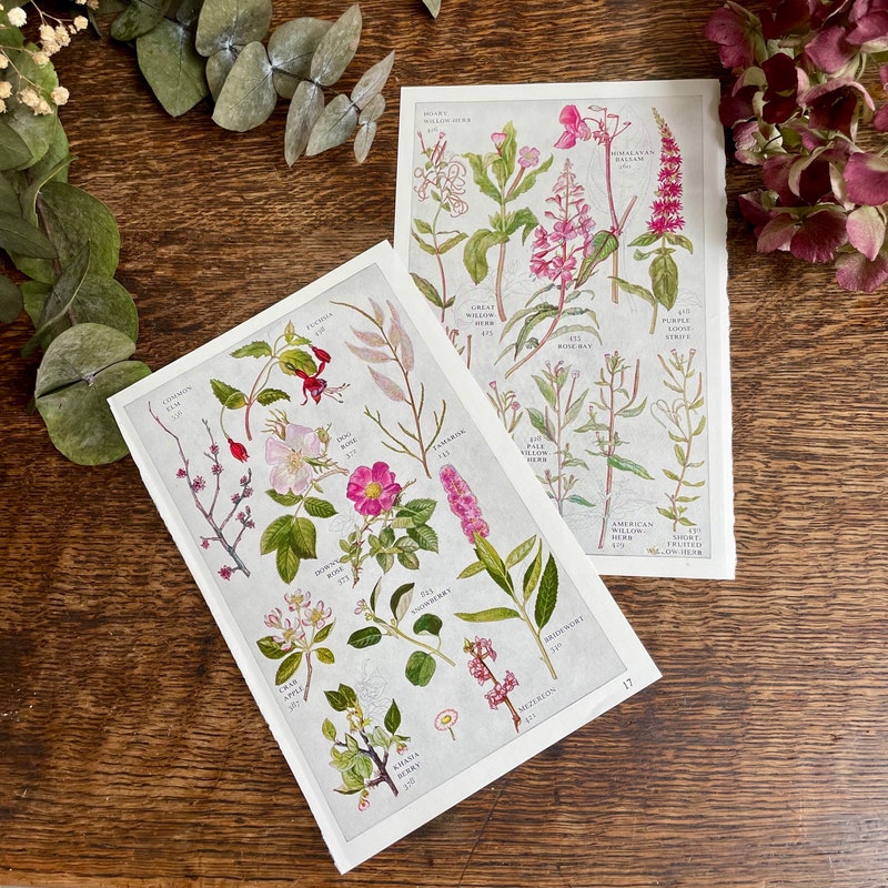 Botanical Book Plate - Etsy