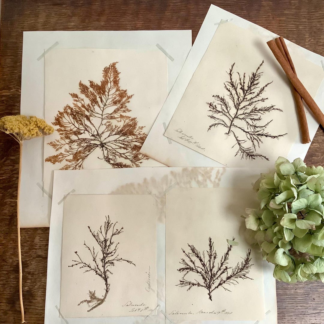 Victorian Pressed Seaweed - Etsy