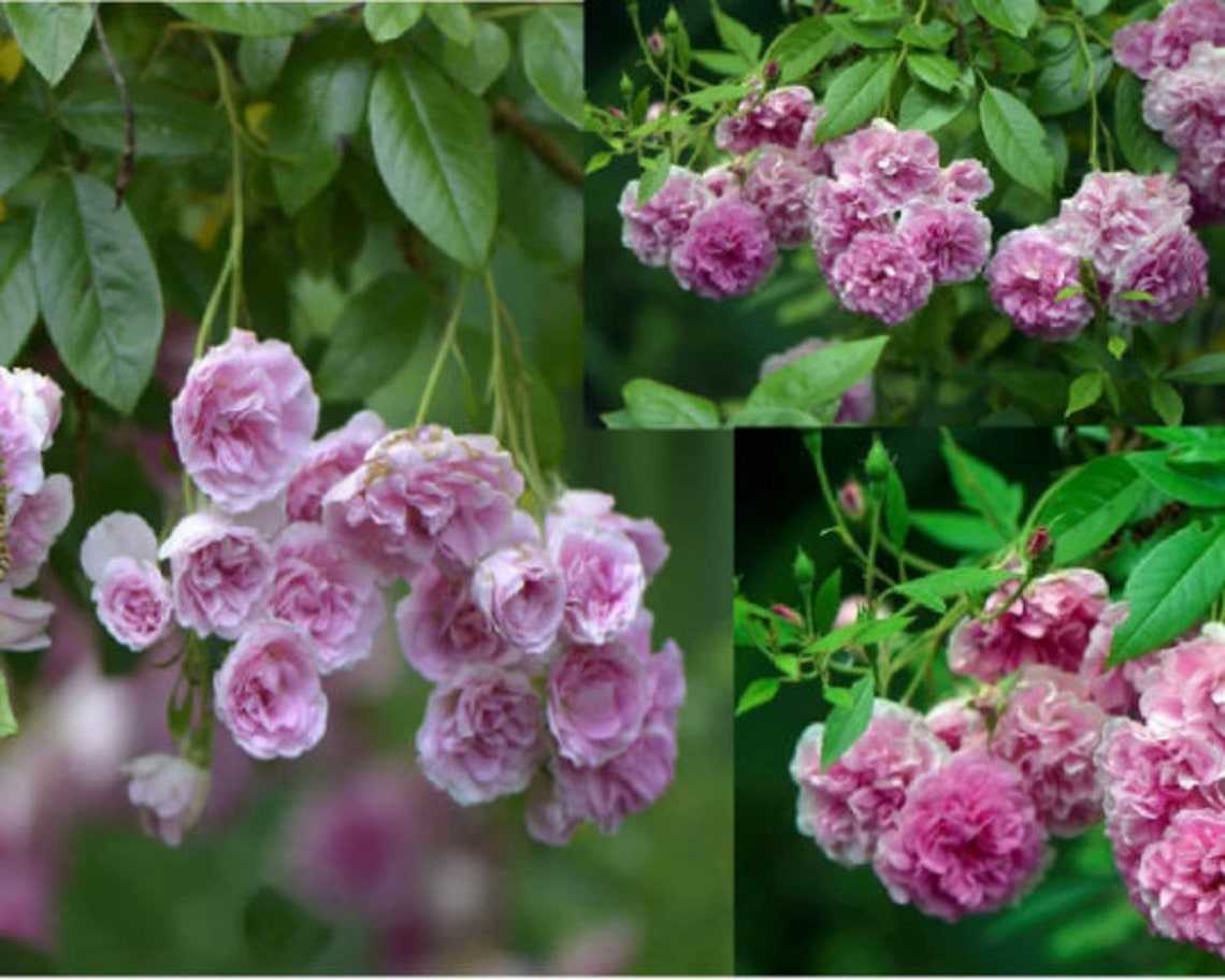 Live Plant 7 Sisters Pink Rose Bush Heirloom Climbing Baby - Etsy