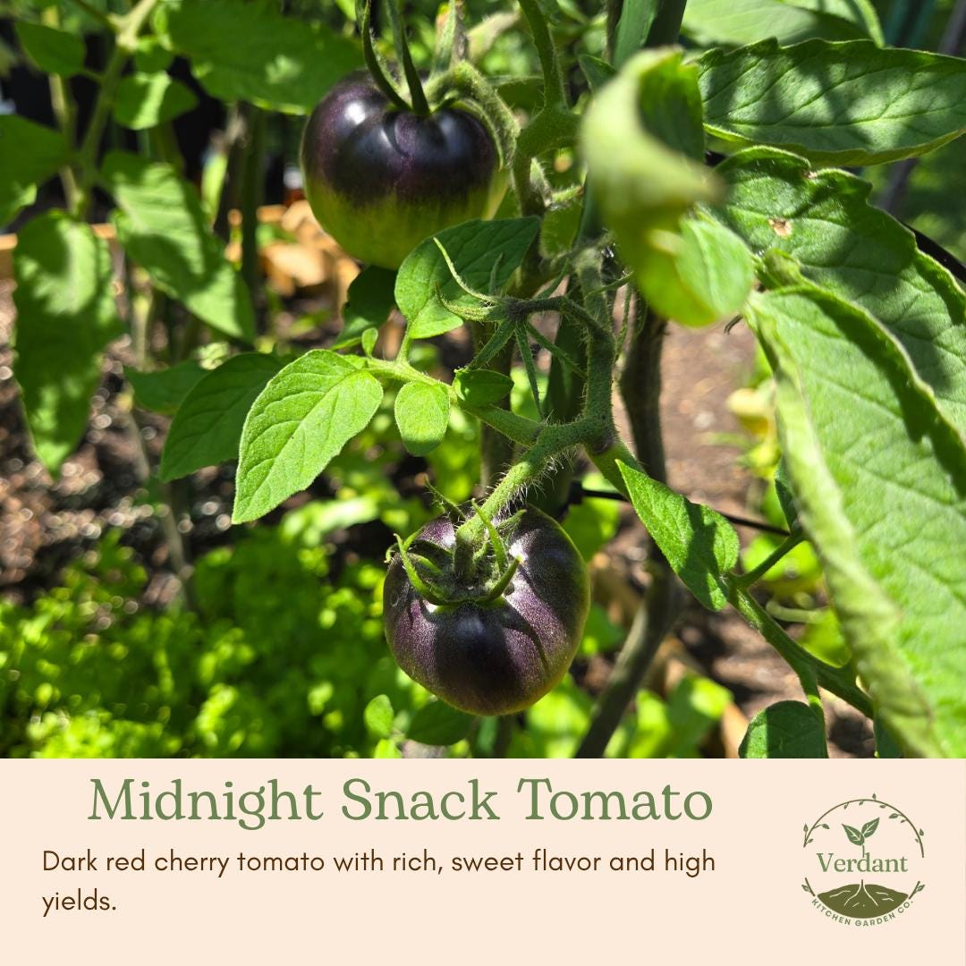 Tomato Plant Pack (3) | Vegetable Starter Plants | Beginner Garden ...