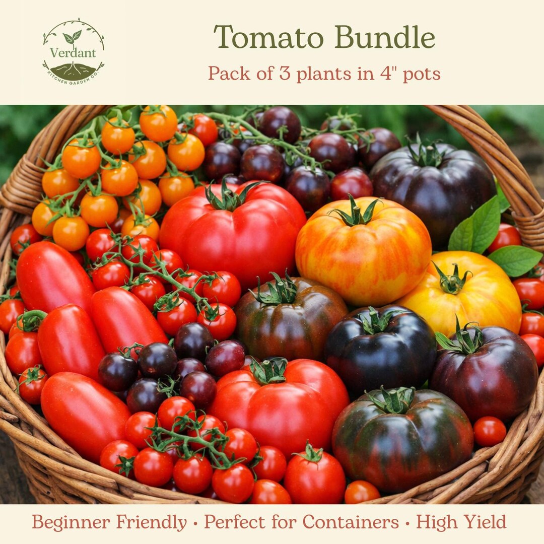 Tomato Mix-and-match Plant Pack | Vegetable Starter Plants | Beginner ...
