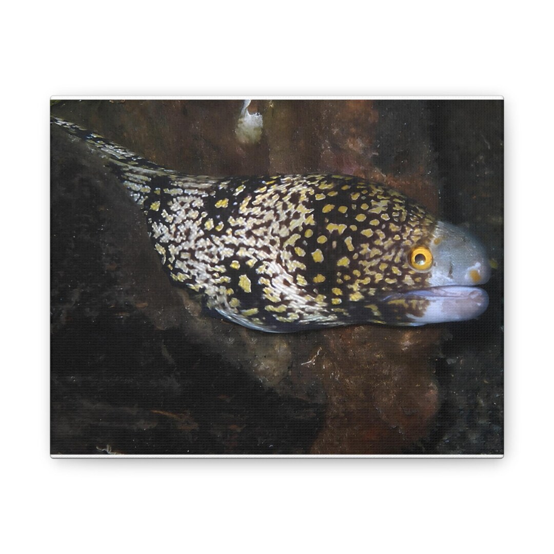 Moray Eel Underwater Photograph Canvas Print: Marine Predator Reef Art ...