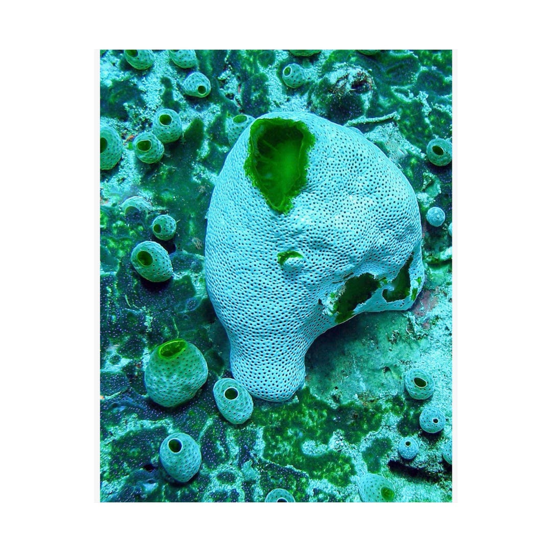 Green Ocean Sponge Poster | Matte Vertical Poster - Etsy
