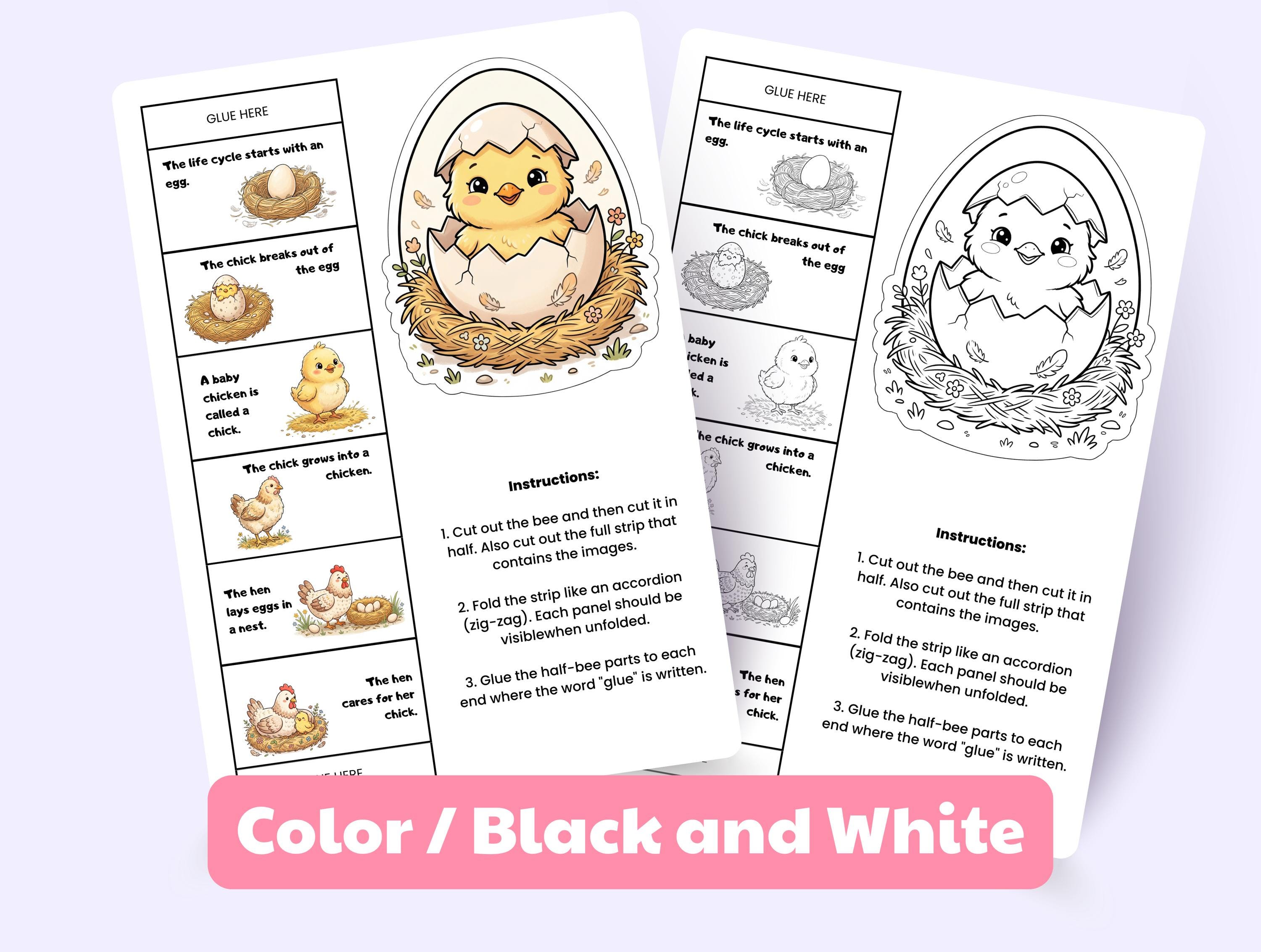 Chicken Life Cycle Folding Surprise Craft, Chick Life Cycle Printable ...