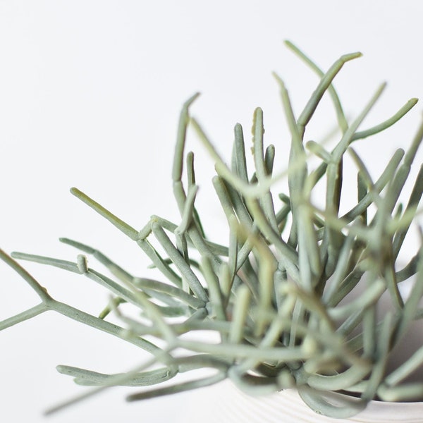 Soft Touch Picks - Etsy