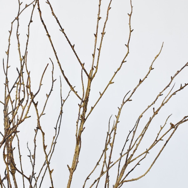 Twig Branch - Etsy