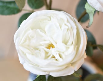 White Cabbage Rose | Etsy