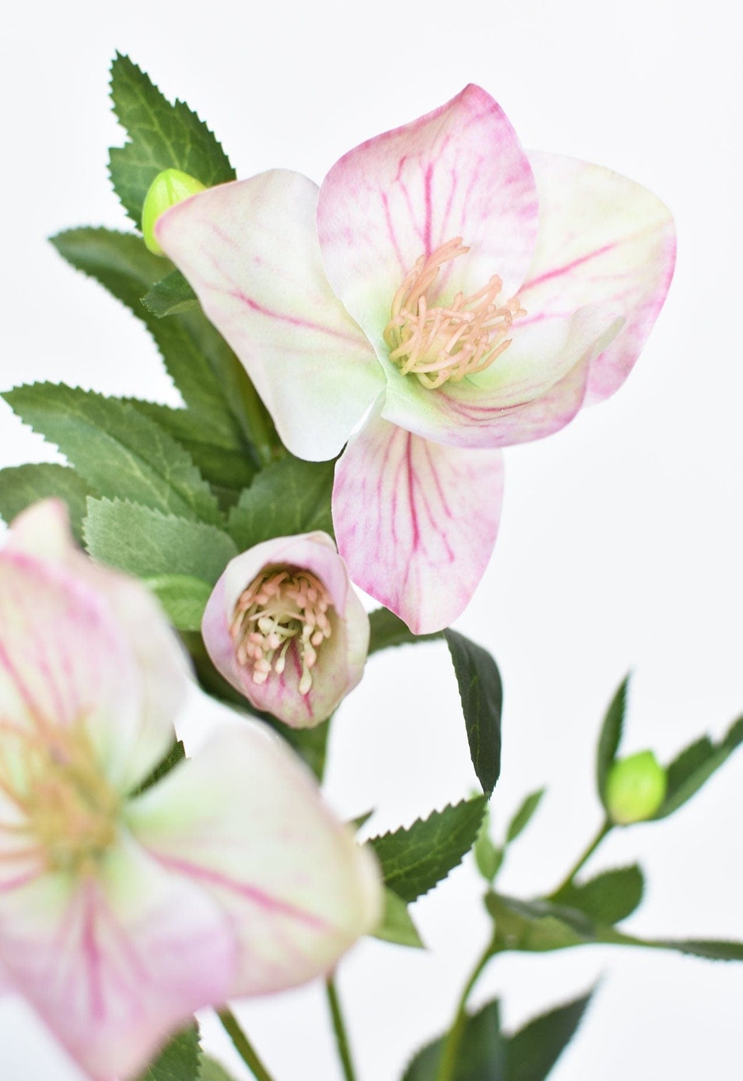 25" Faux Helleborus Stem Pink / Green - Etsy