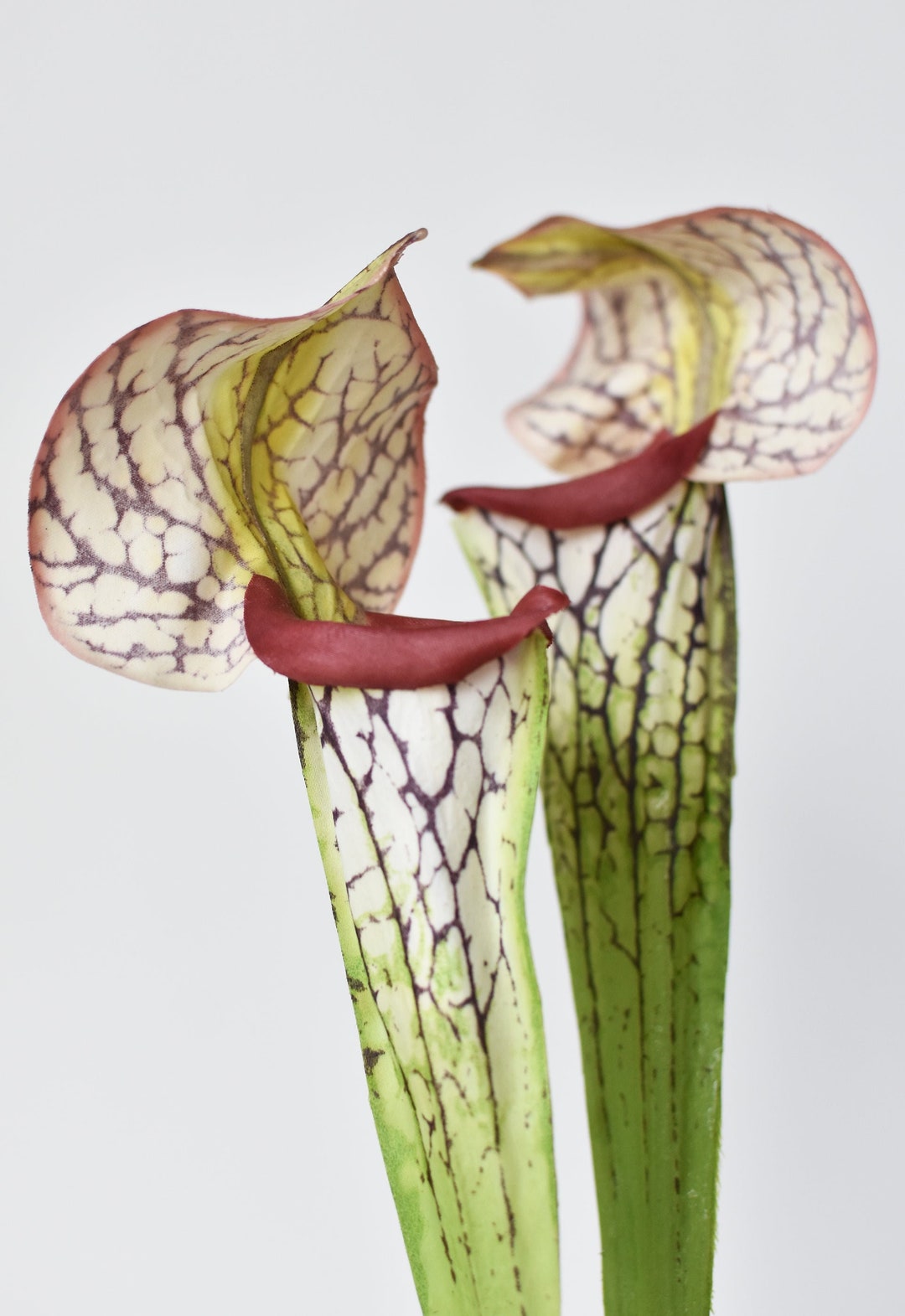 28" Faux Green/burgundy Pitcher Plant Stem - Etsy