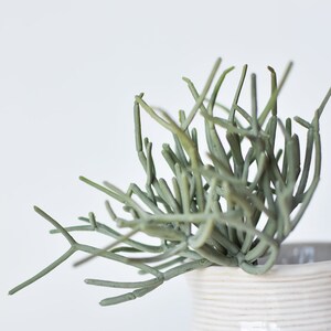 8" Faux Soft Touch Green/gray Pencil Cactus Pick - Etsy