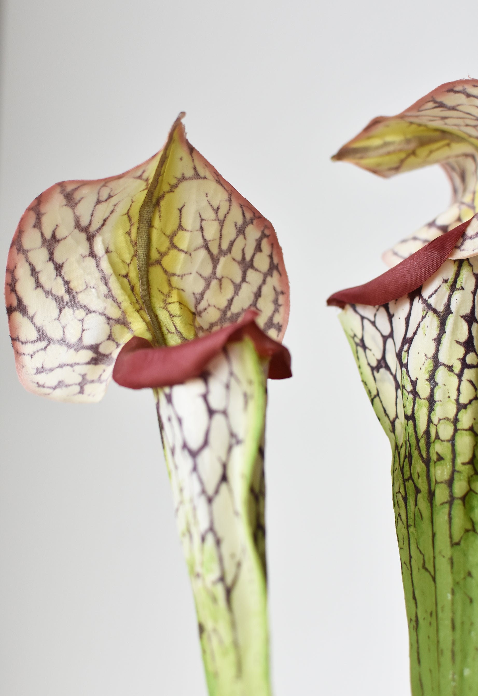 28" Faux Green/burgundy Pitcher Plant Stem - Etsy